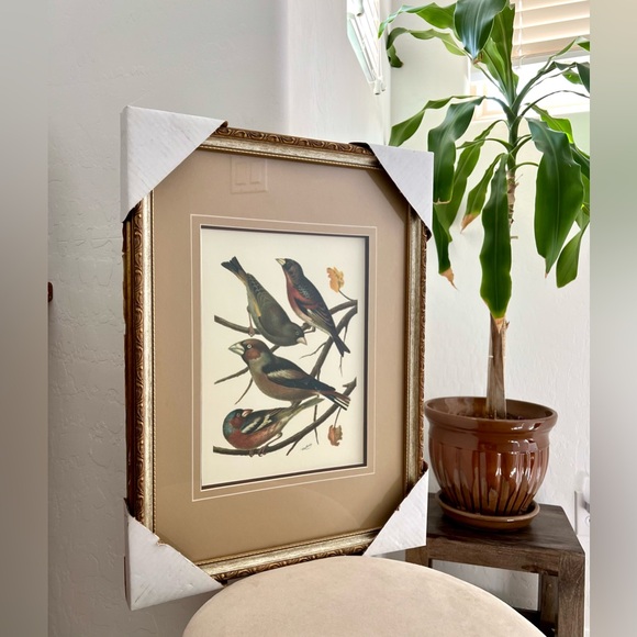 Vintage | Art | Vintage William Rutledge Finch Songbird Bird Family ...